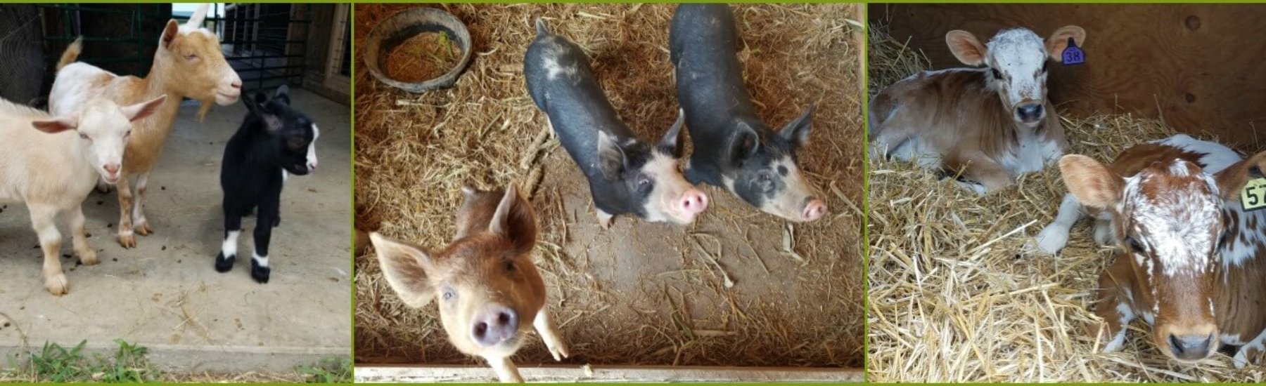 Petting Farm & Play Village - Country Bumpkin Farm Market