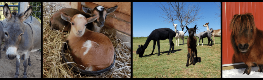 Summer Fun! - Country Bumpkin Farm Market